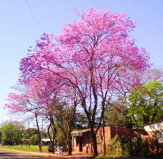 Mitos, Leyendas y Biologia: Lapacho Negro