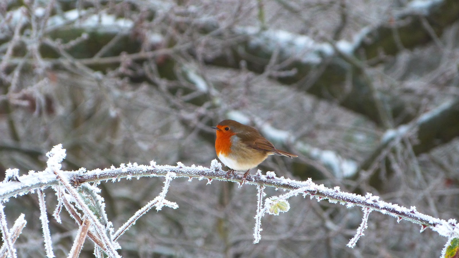 Fauna & Flora in close-up: Winter Robin