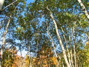 HSEB Notes: The Poplar Field – Summary | The Magic of Words