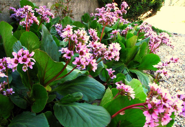 L'orto dei colori: Fiori rustici da bordo strada