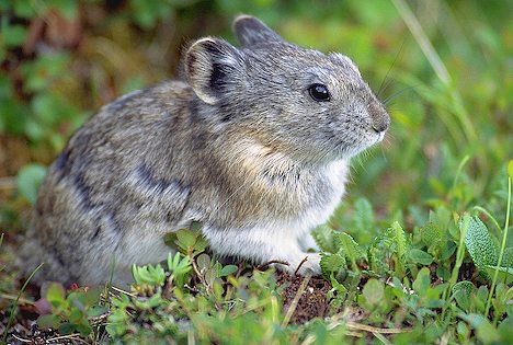 Pika - True Wildlife Creatures