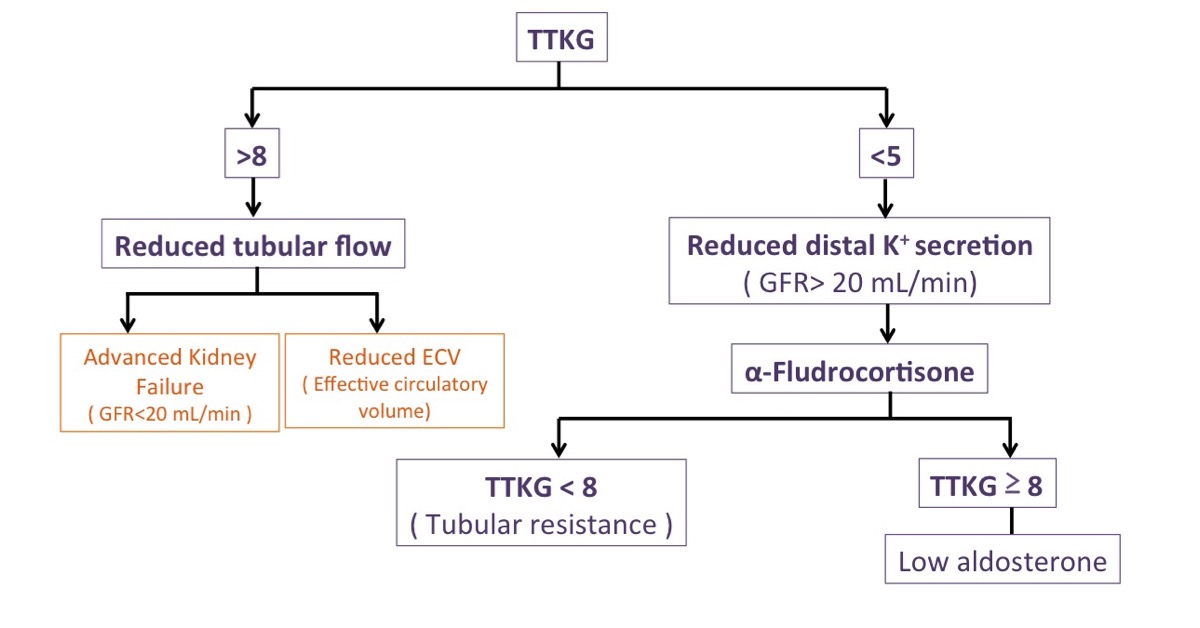 陳鋭溢: 不再迷失的高血鉀診斷流程