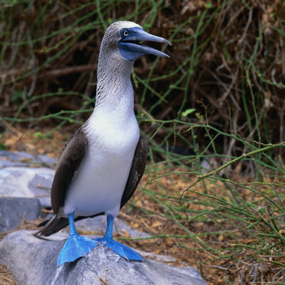 cada día sabemos mas y entendemos menos: El singular Alcatraz de patas ...