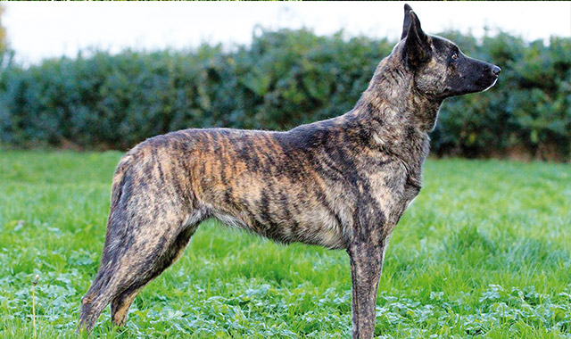 MorsoRosso: CANE TIGRATO