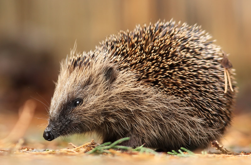 Pepijn Hof: Egel aan de wandel