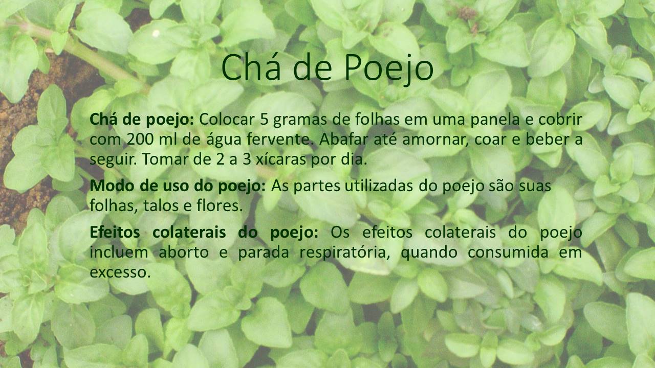 Planta da Semana: Poejo