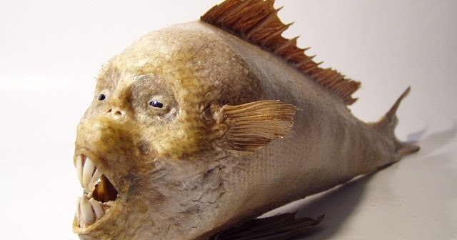 Simplement: L'amour trahi de Jean-Luc The Fish Poisson