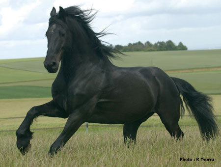 Espaces, instants: Du frison au flamenco / Del frisón al flamenco