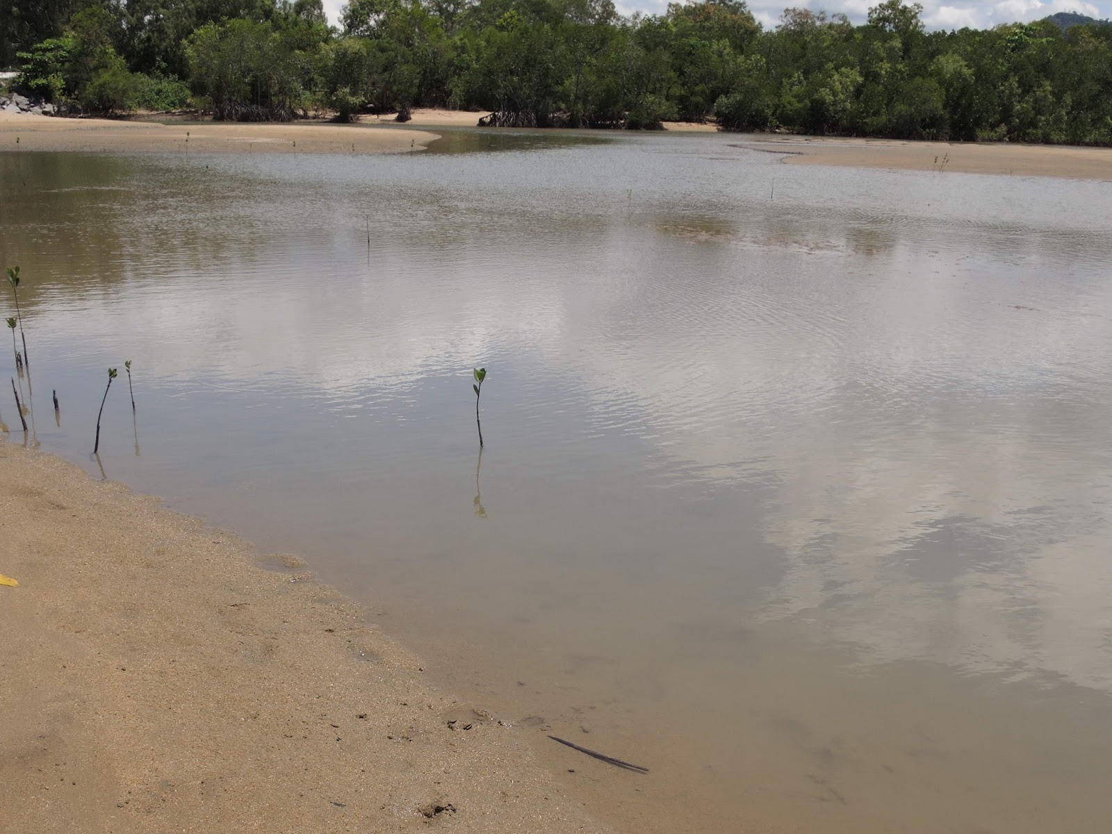 Queensland Coast: The Life of Biting Sandflies