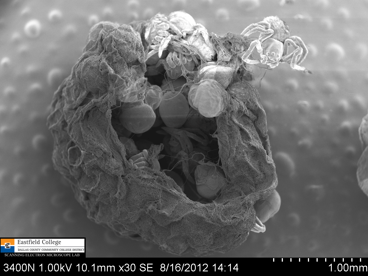 Scanning Electron Microscope Blog: Itsy Bitsy Spider - The Scanning ...
