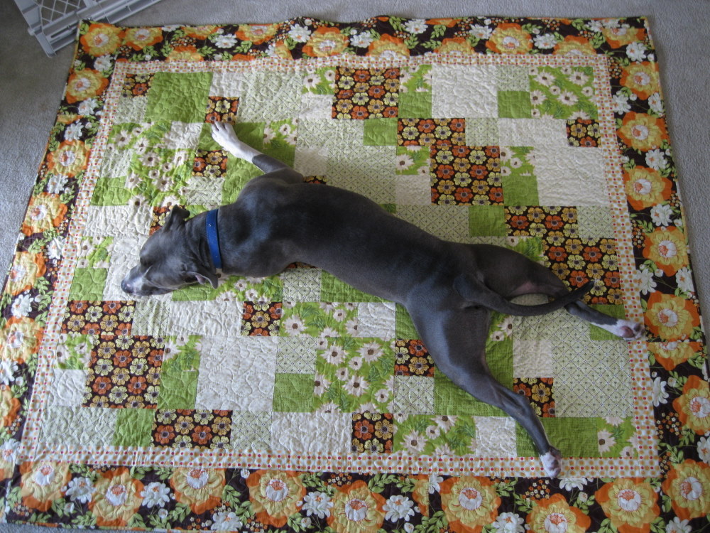 Pit Bull Frogs: Pit Bull Frog Photos