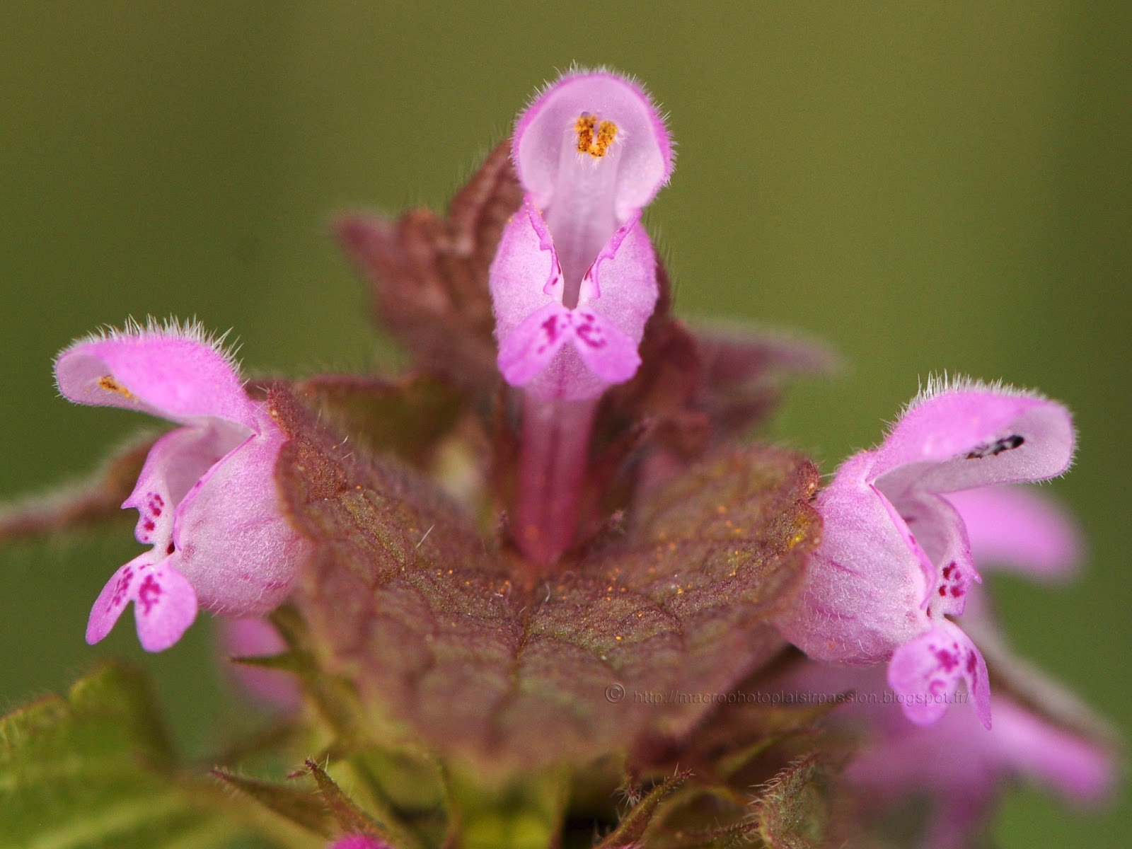 Macrophoto plaisir passion: Le Lamier pourpre, Lamium purpureum