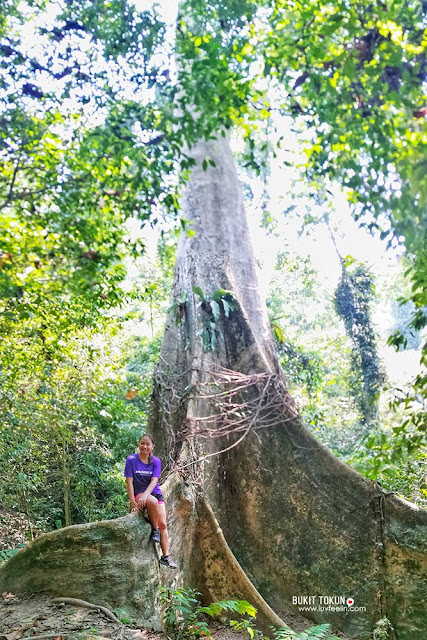 Bukit Tokun 大山脚【卓坤山】孟光水坝 | 板根大树 | 山顶电讯塔 - 乐飞翎 ♥ LUVFEELIN