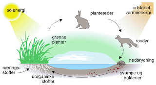 Biologi C HF-E 2011-2012: Stofkredsløb i et økosystem