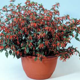 Cuphea ignea, Planta del cigarro - Descripción Cultivo y Cuidados