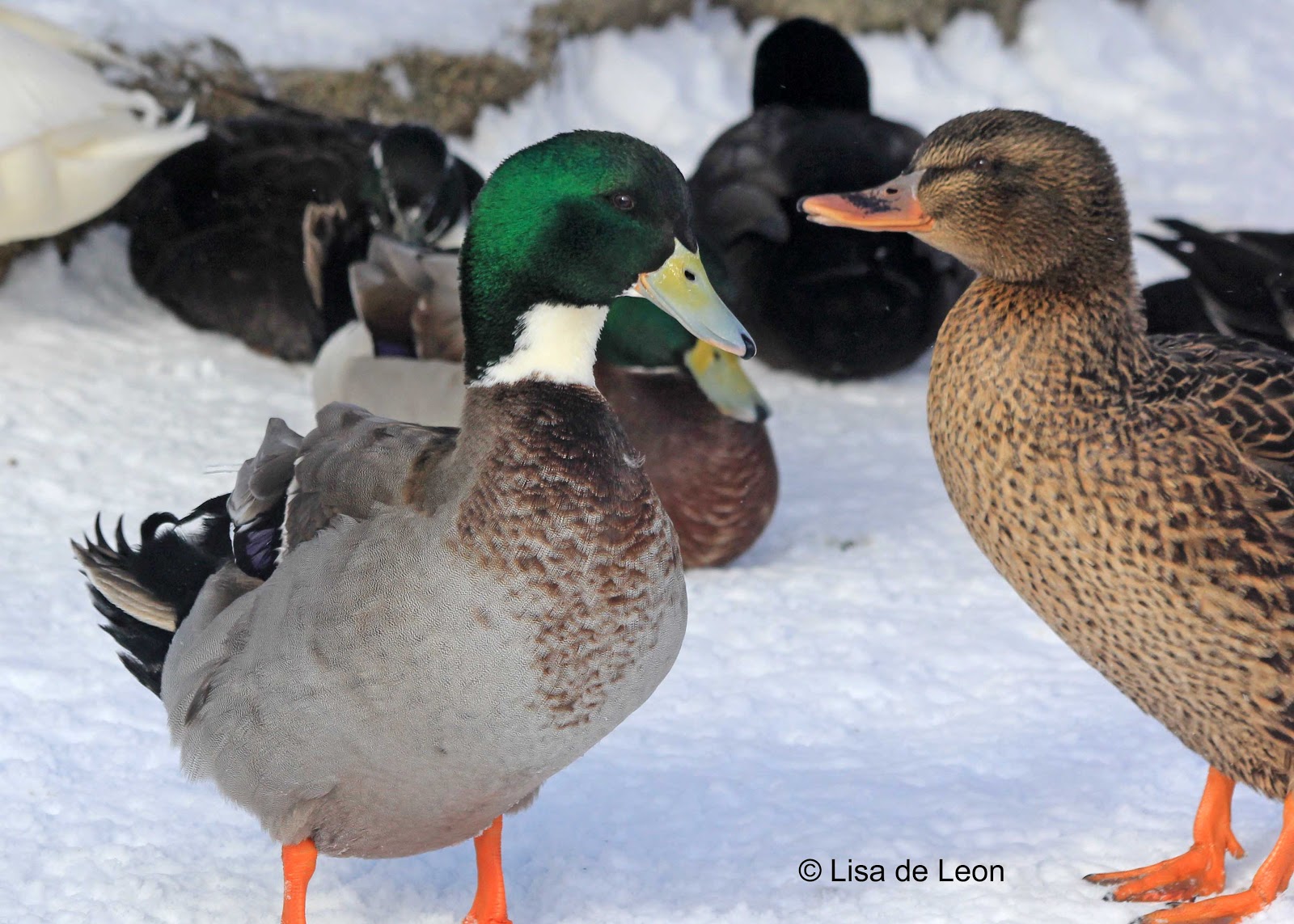 Birding with Lisa de Leon: Duck Fight!