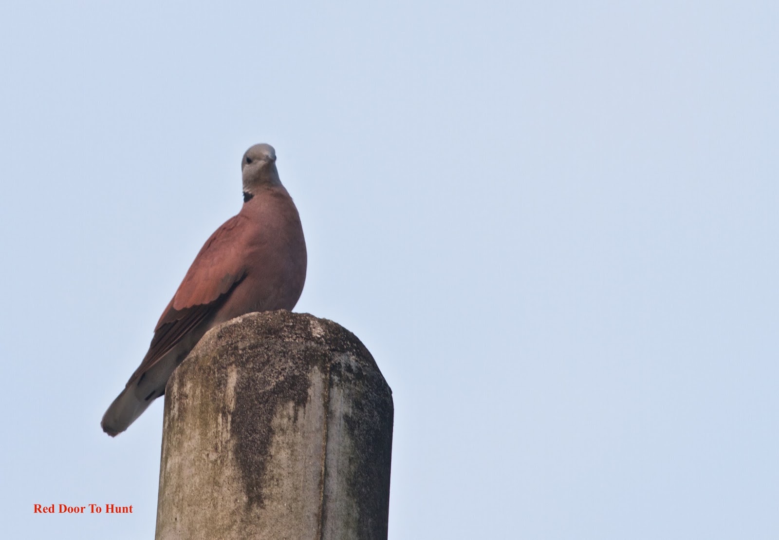 RED Door To Hunt: Tekukur Merah~Streptopelia tranquebarica