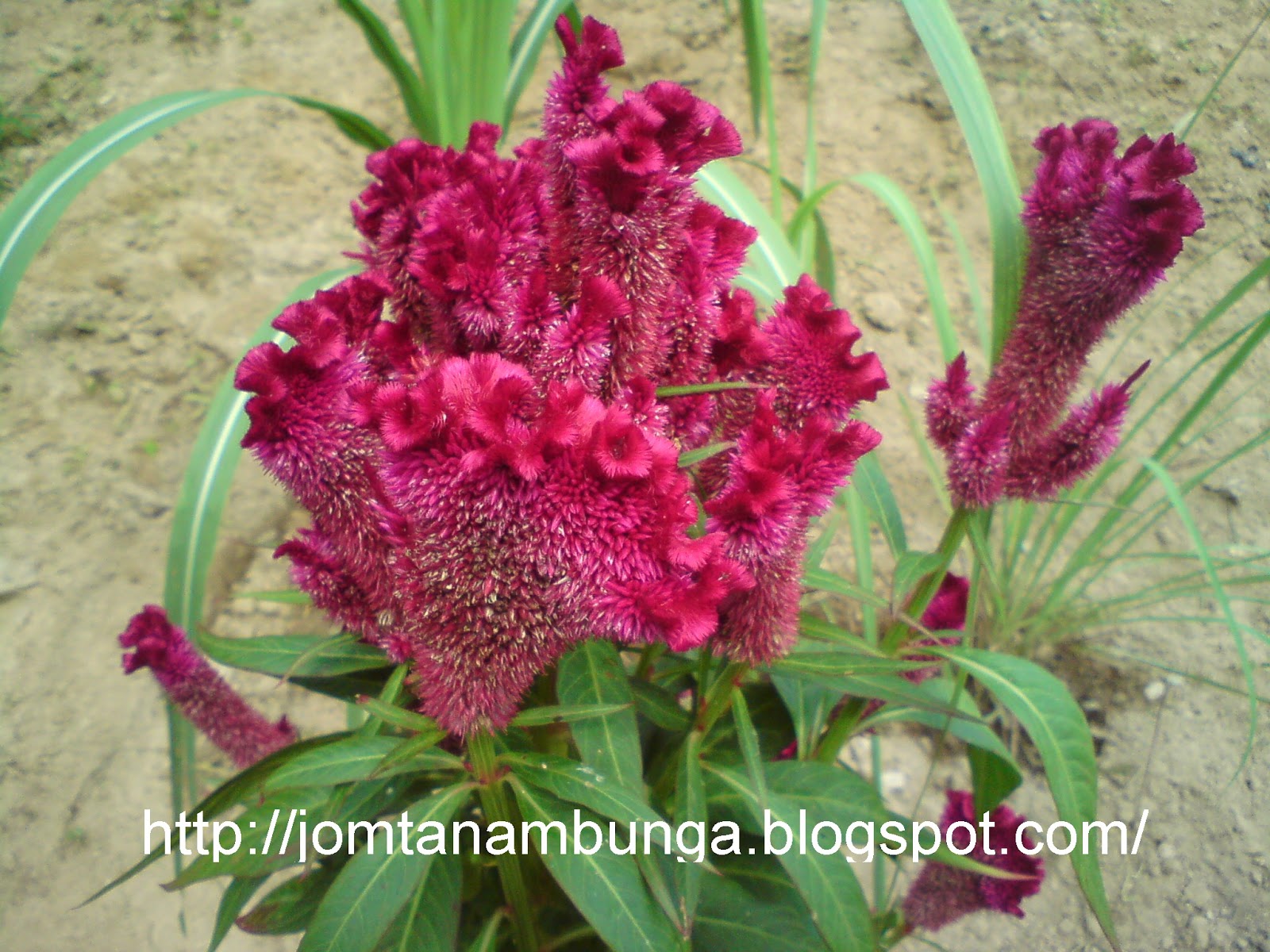 Jom Tanam Bunga: Bunga Balung Ayam