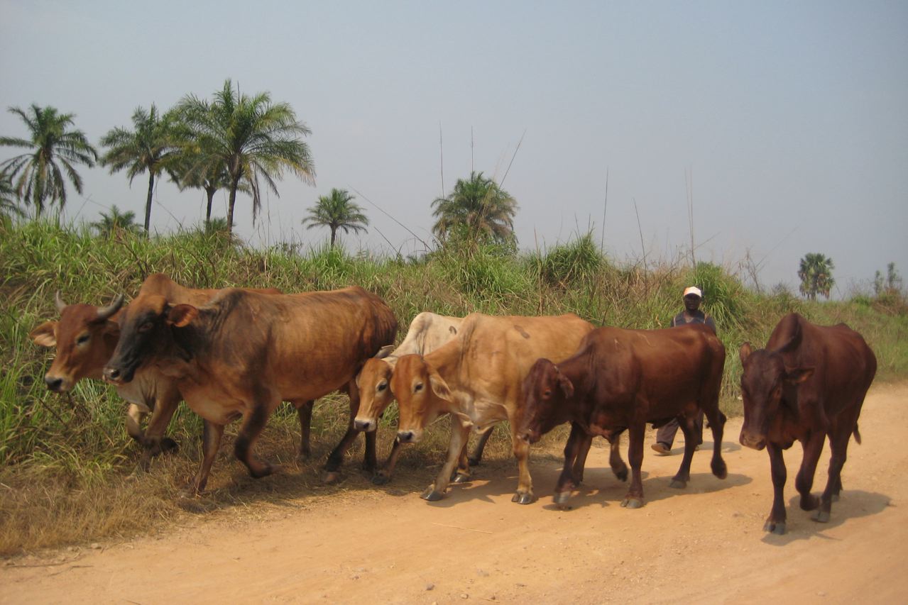 Congo Mission: Food from A to Z, which translates foo foo!