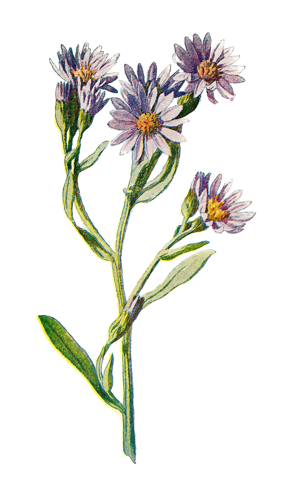 Wildflower Vines Clip Art