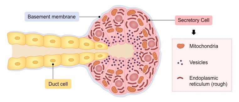 BIOLOGIA PARA QUÊ: Sistema exócrino (glândulas exócrinas)