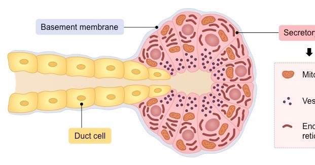 BIOLOGIA PARA QUÊ: Sistema exócrino (glândulas exócrinas)