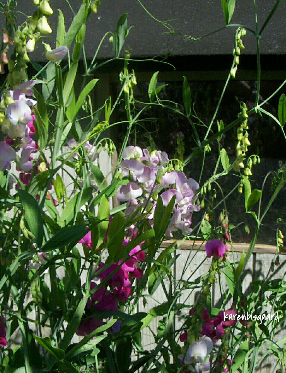Karen`s Nature Photography: Blooming Lathyrus.