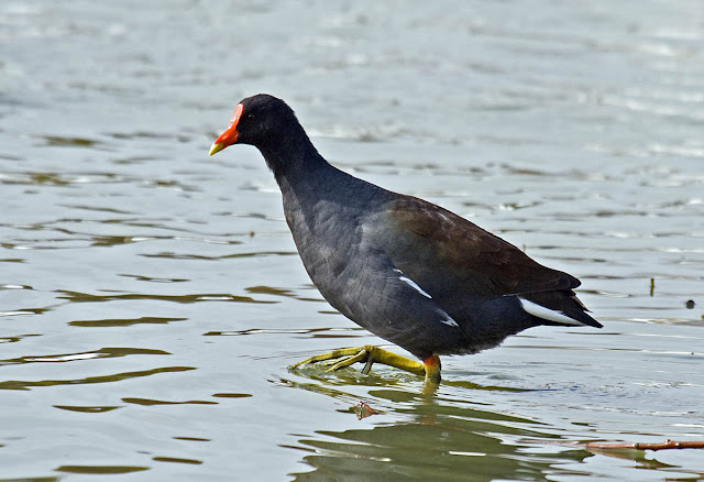 Common Gallinule - Greg in San Diego
