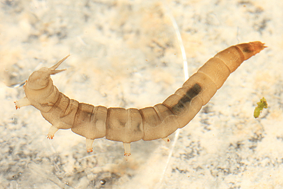 Variety of Life: Tipulidae