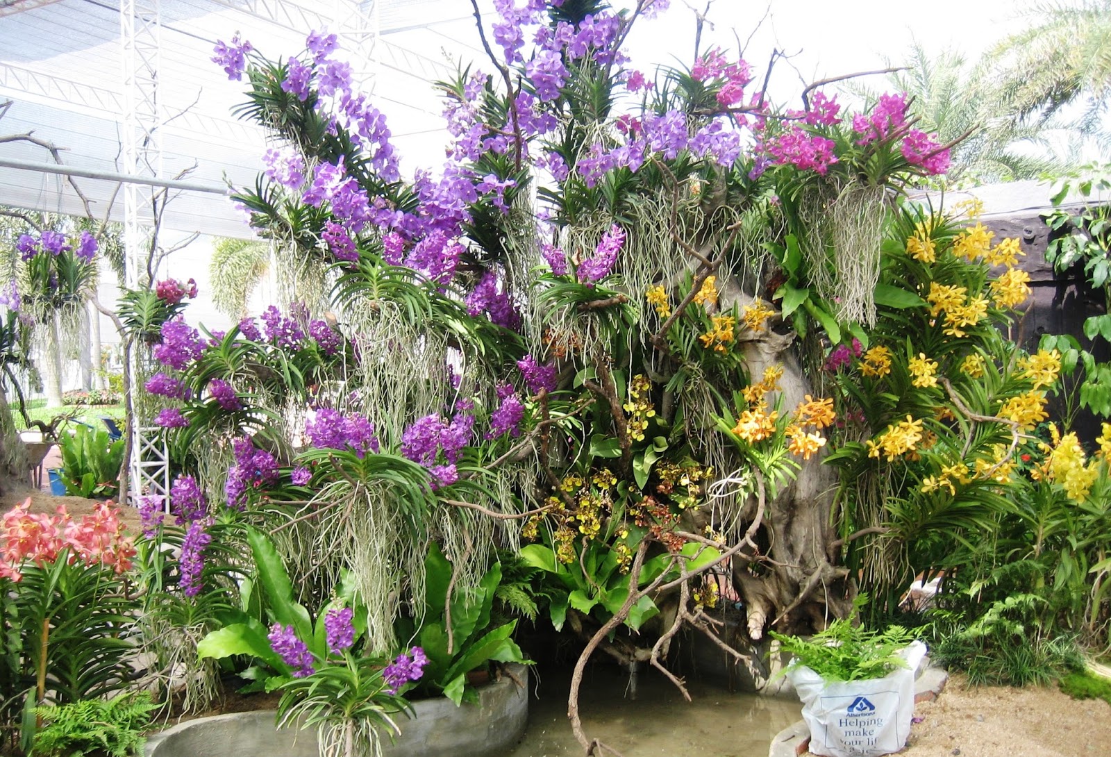 MENGENAL ANGGREK ~ Anggrek Mania