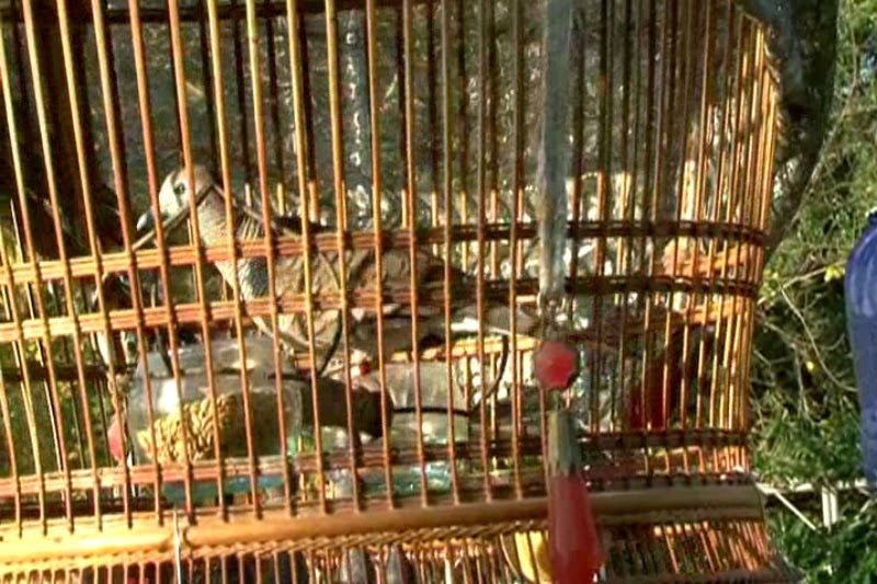 Joy in Thailand: Asean Java Dove Songbird Contest a Yala