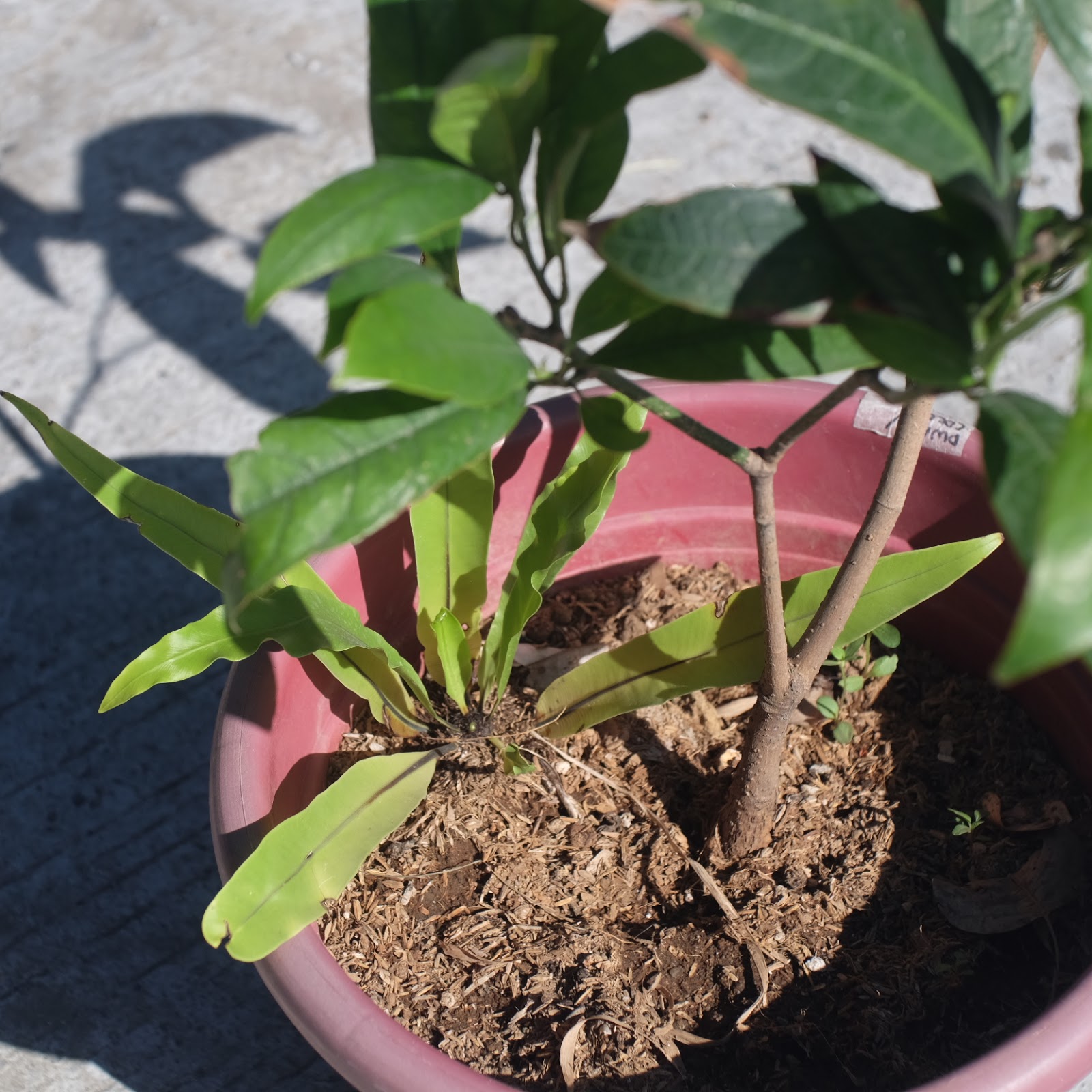 GARDENING: Coco/Coconut/Dwarf Magnolia (Magnolia coco) | Lady Rattus Blog