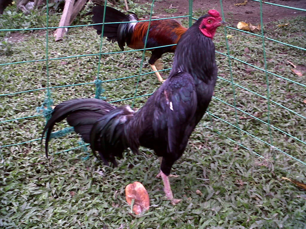 Hobi Ayam Tangkas: mengenal reza asil, apaan tuh....