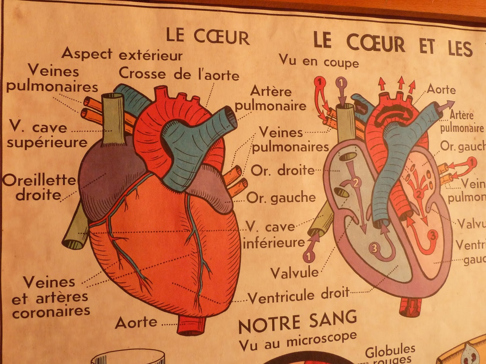 Vintage French Posters Botany Animals Anatomy, old World Maps from ...