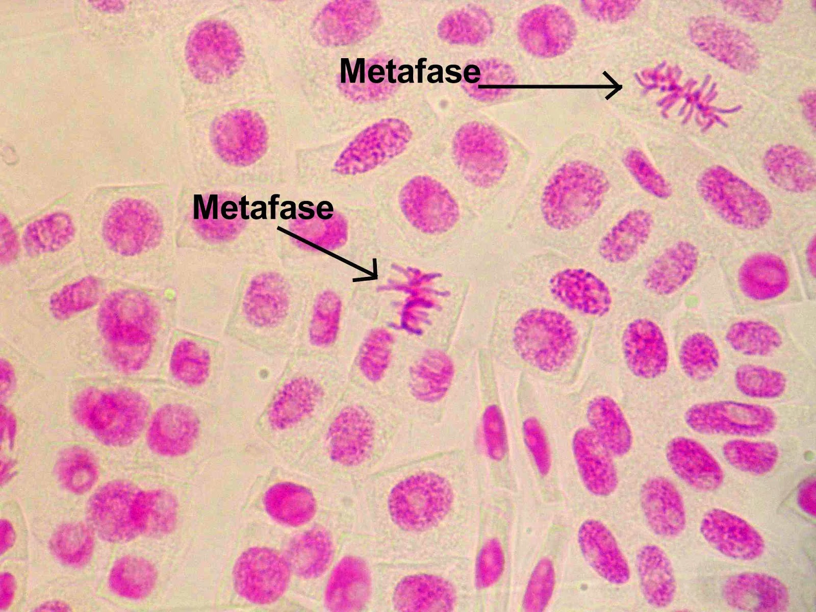 Biologia : Mitosi i Meiosi