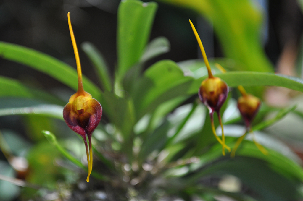 Masdevallia infracta care and culture | Travaldo's blog