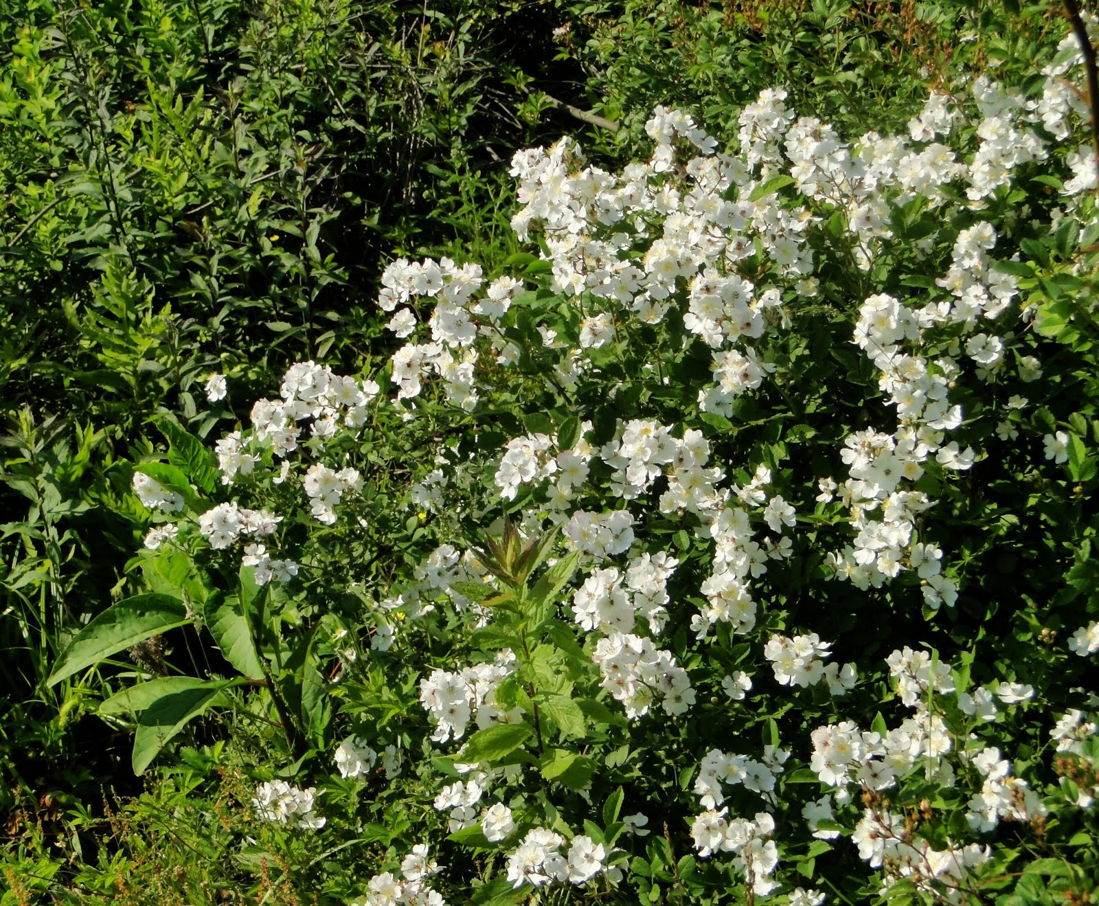 Rach's Wildflower Images: Multiflora Rose
