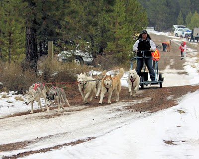 Arctis Carts: Upcoming Dryland Mushing Events
