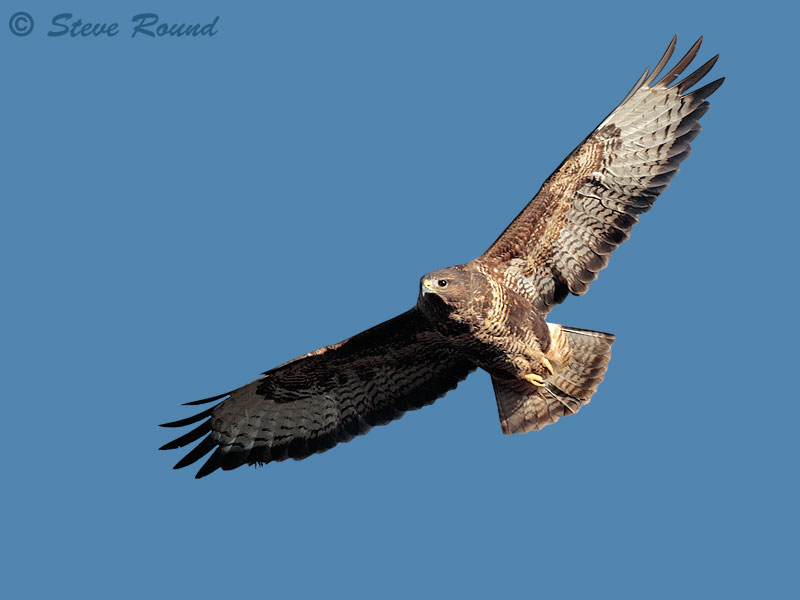 Steve Round Wildlife Photography: Buzzards in Flight
