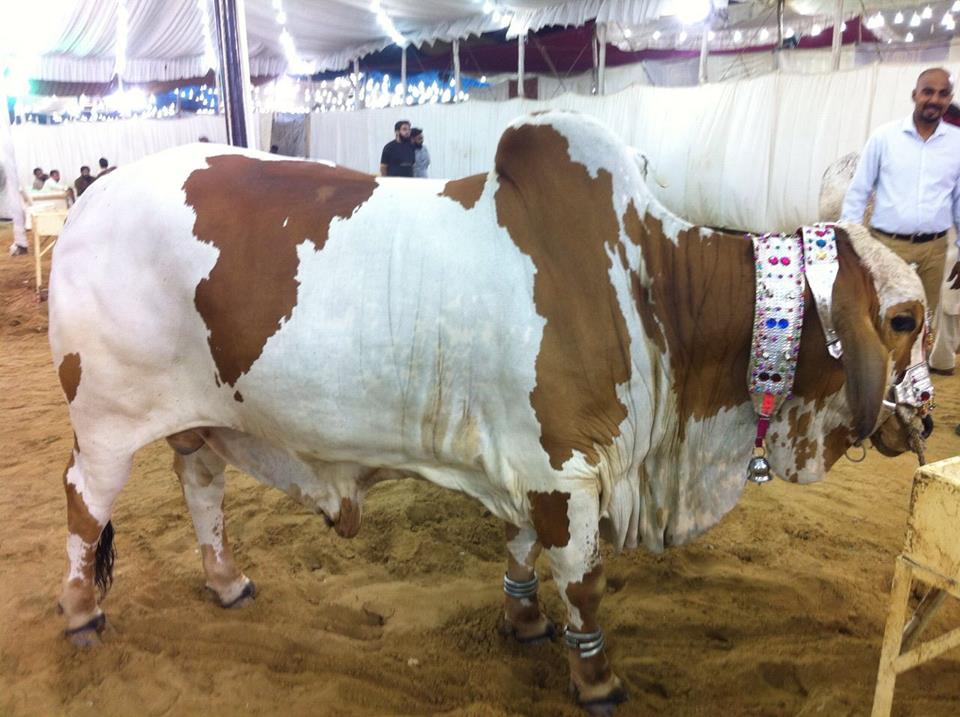 Populer 20+ Mandi2013