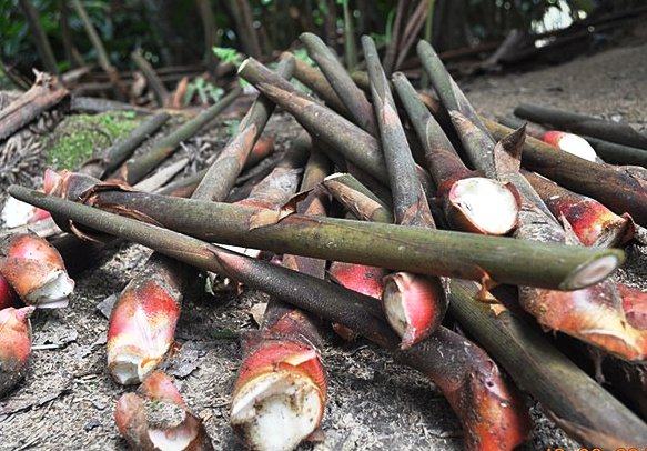 SAMBUNG-MENYAMBUNG ﺴﺎﻤﺒﻭڠ۔ﻤﭙﺎﻤﺒﻭڠ Hanya Sulap: Tumbuh-tumbuhan Sabah