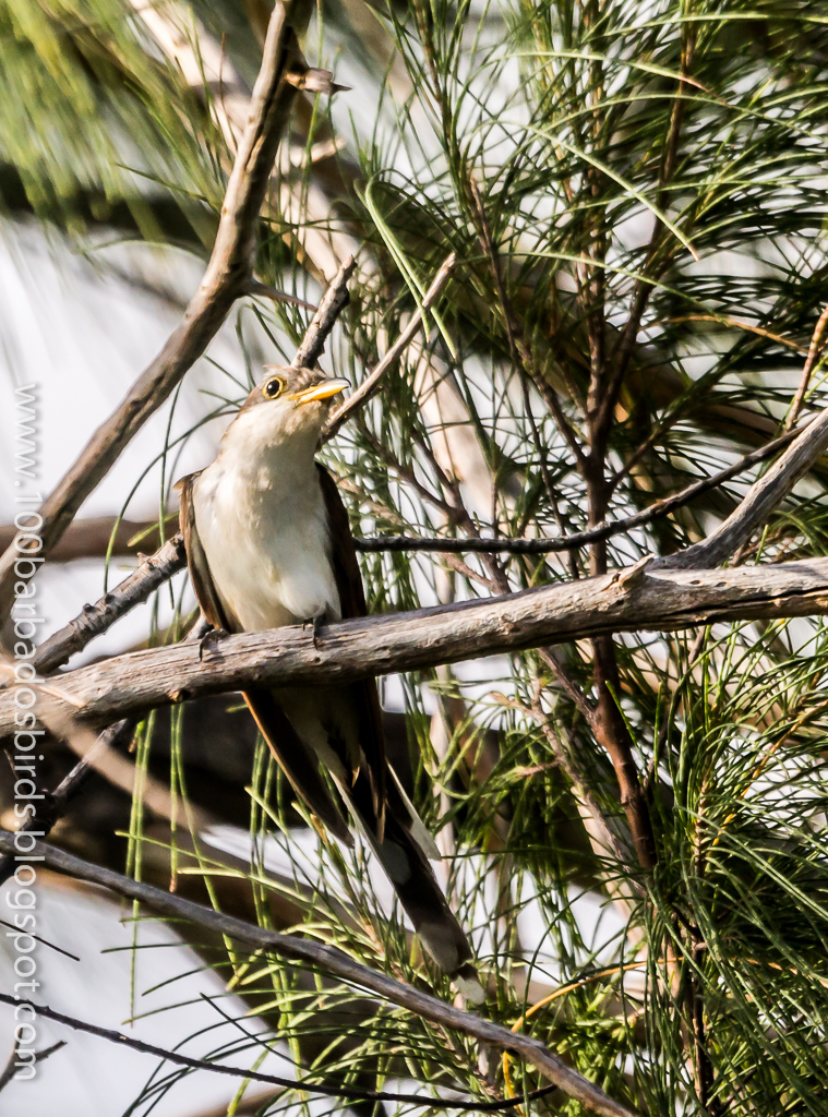 Birds of Barbados: Yellow-billed Cuckoo (Coccyzus americanus)