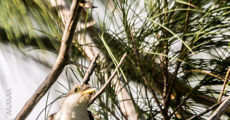 Birds of Barbados: Yellow-billed Cuckoo (Coccyzus americanus)