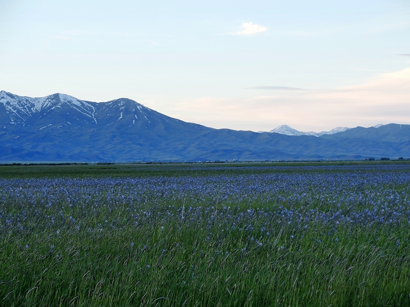 Idaho Travel: Things To Do: Idaho Vacation: Camas Prairie Centennial ...