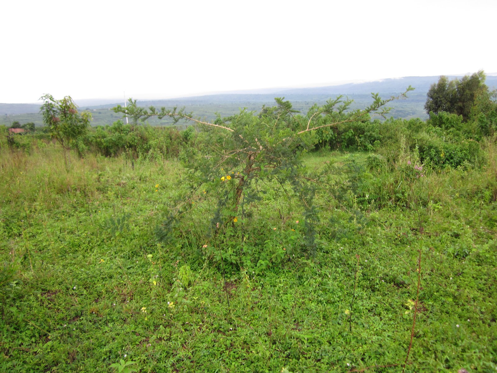 A Garden Love Affair in Rwanda: History of the Agahozo Shalom Nature Park