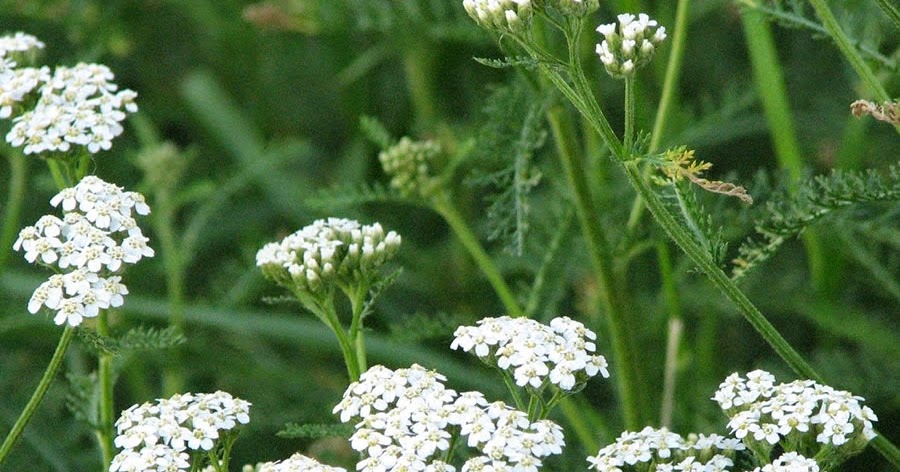 About Health: Yarrow