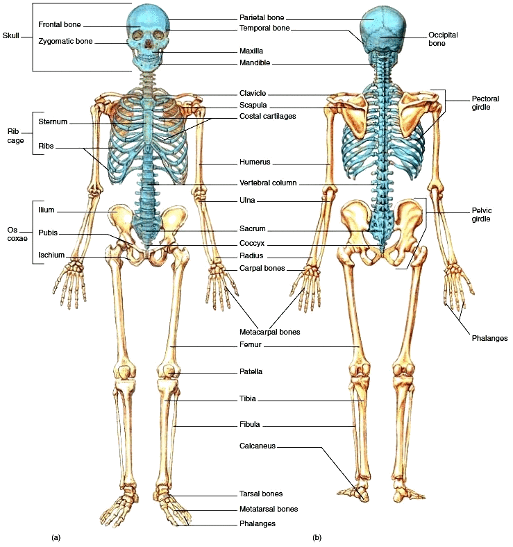 360 SENDI PADA MANUSIA | BACK TO AL-QUR'AN AND SUNNAH