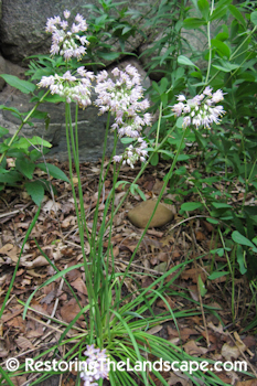 Restoring The Landscape With Native Plants: Native Plant of the Week ...