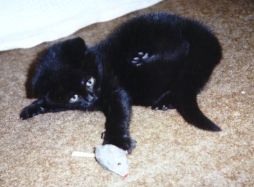 My Camera: My iPhone