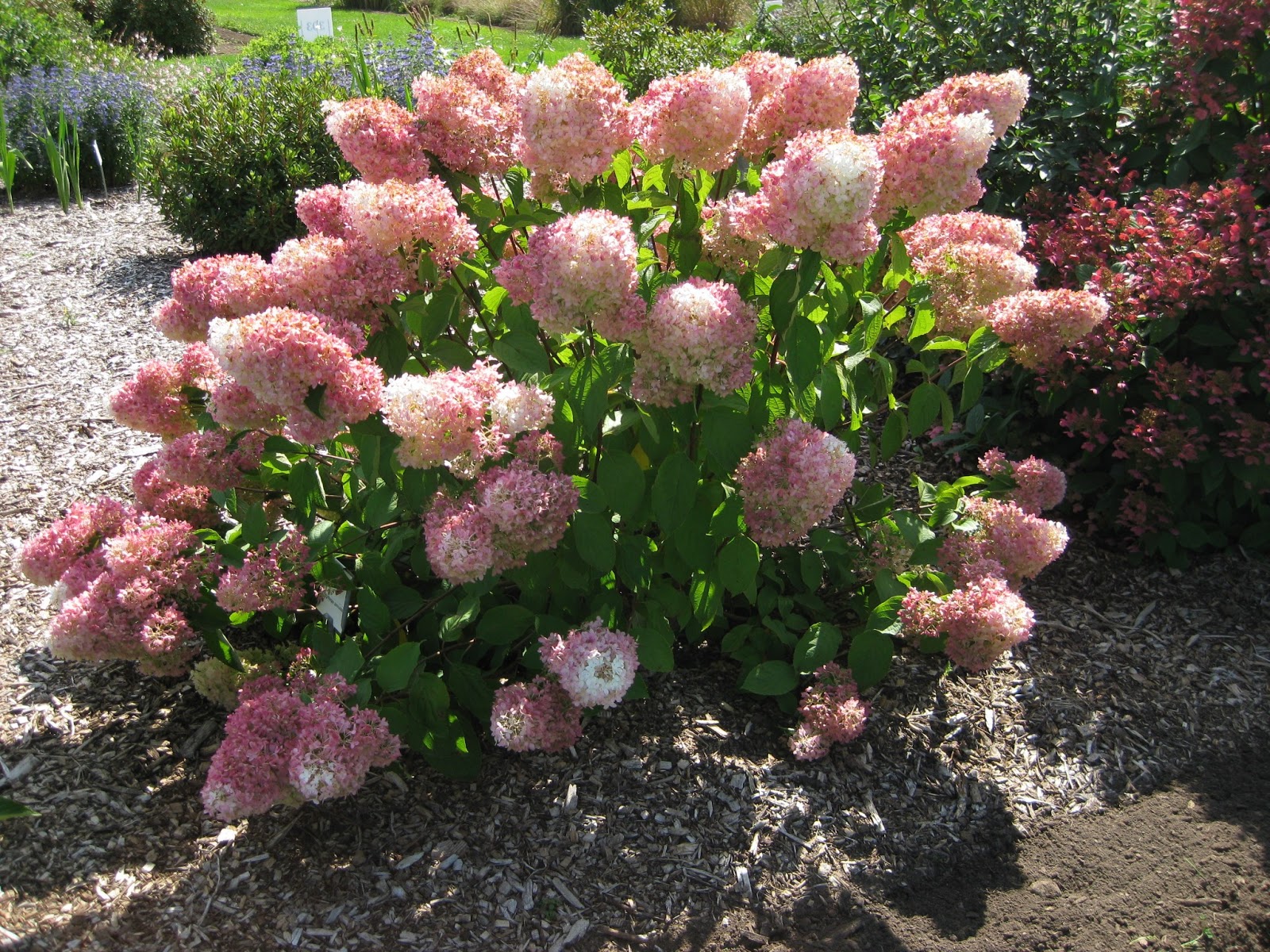 Rotary Botanical Gardens - Hort Blog: Panicled Hydrangeas For A ...